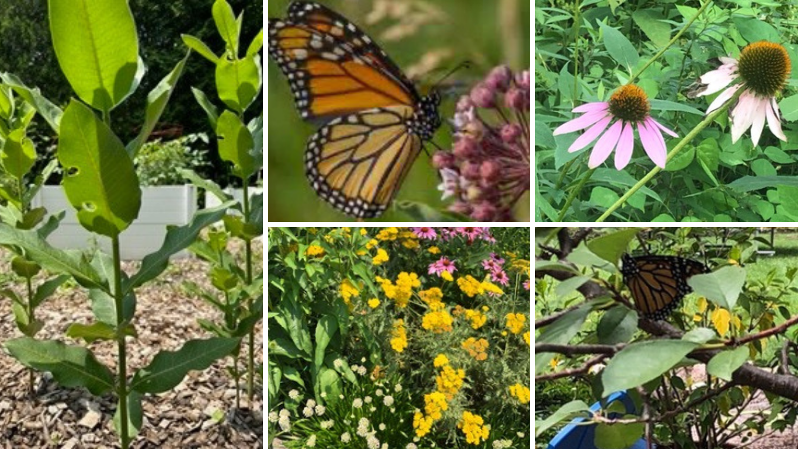 Taking Flight: The Story Behind Illinois’ Long Awaited Monarch License ...