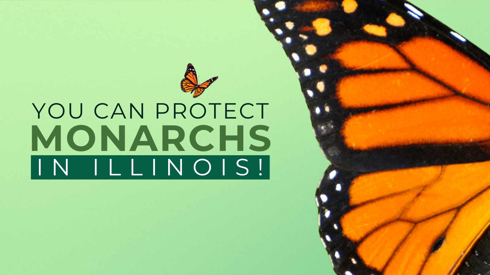 Illinois Environmental Council Applauds Milestone in Monarch Butterfly ...