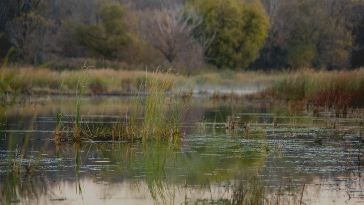 Saving Our Wetlands - Illinois Environmental Council