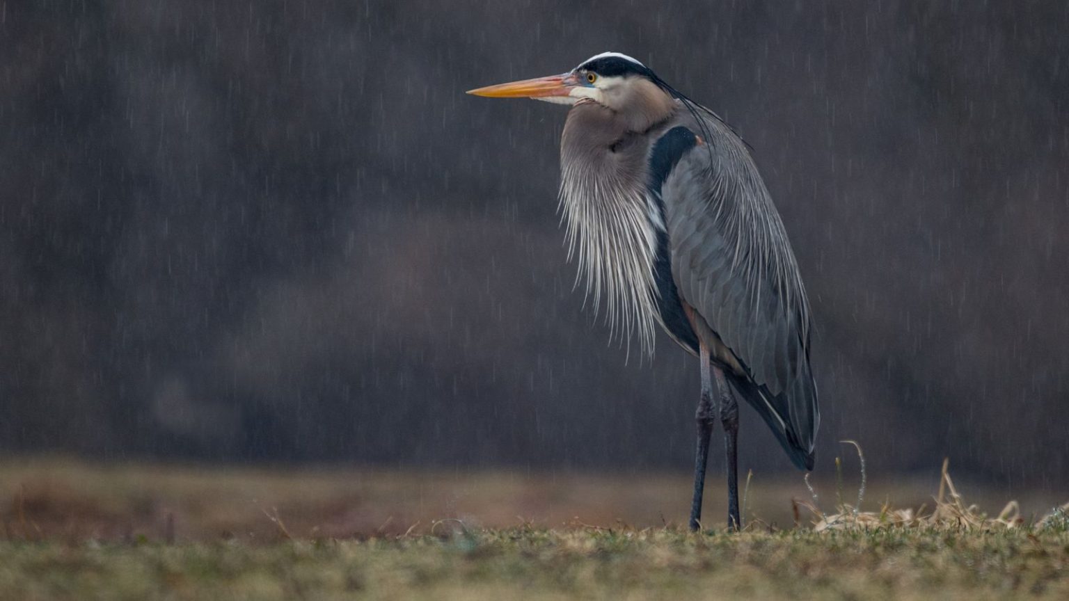 Wildlife and Habitat - Illinois Environmental Council
